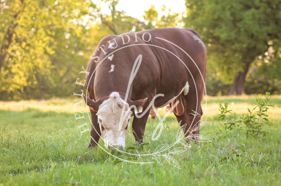 Bulle, Kuh Fotografie, Hereford, Kuh Poster, Kuh Poster, Tierdruck, Kuh ...