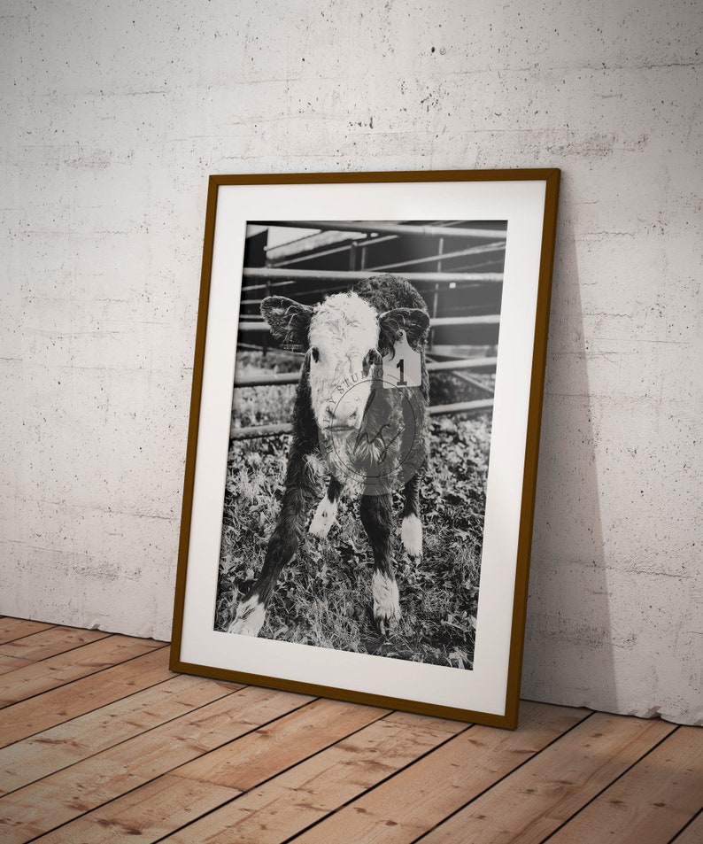Hereford Calf, Calf Picture, Herefords, Cow Poster, Animal Photography ...