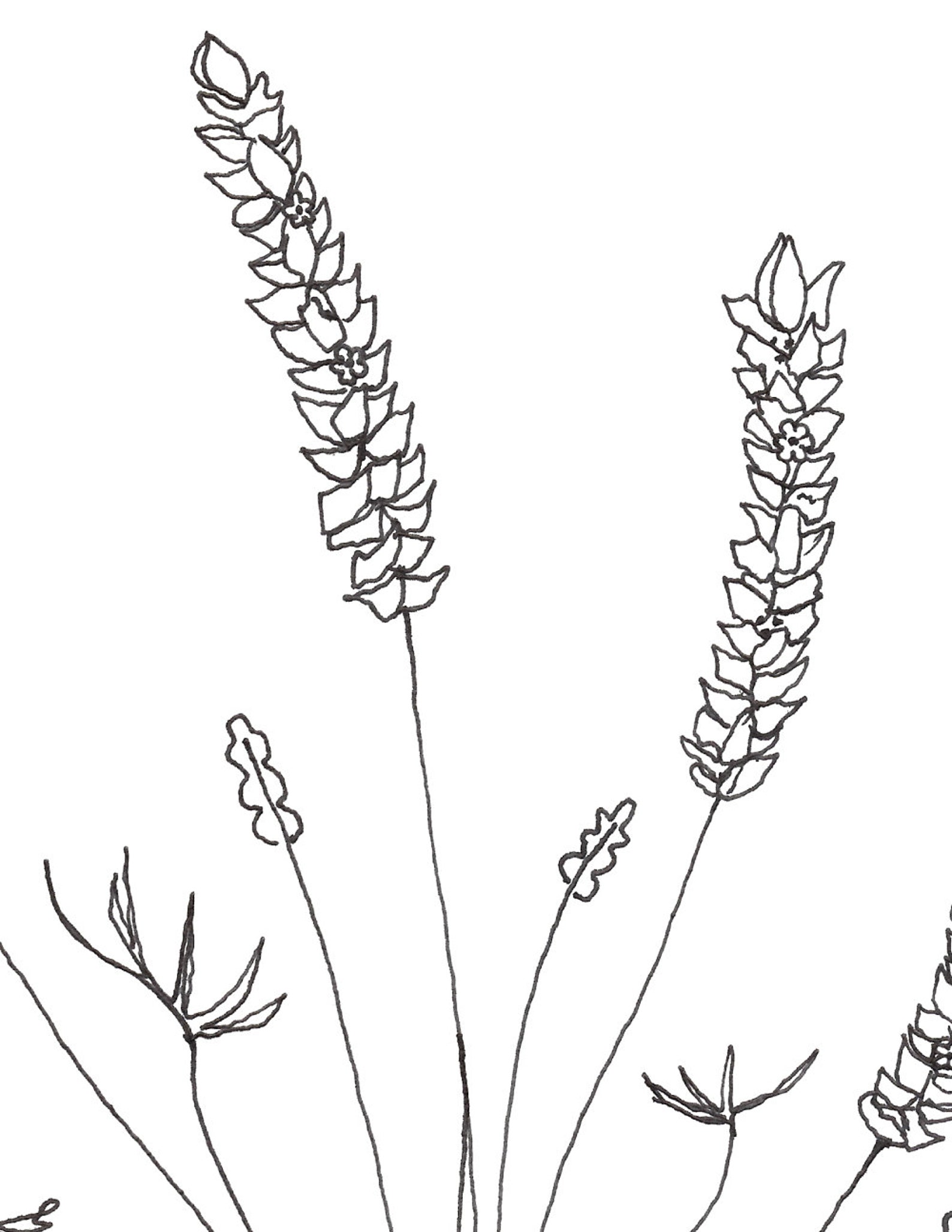 Lavender Line Art Print / Floral Art Print / Lavender Wall Art / Flower ...