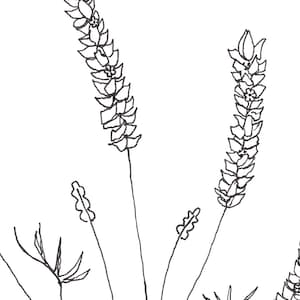 Lavender Line Art Print / Floral Art Print / Lavender Wall Art / Flower ...