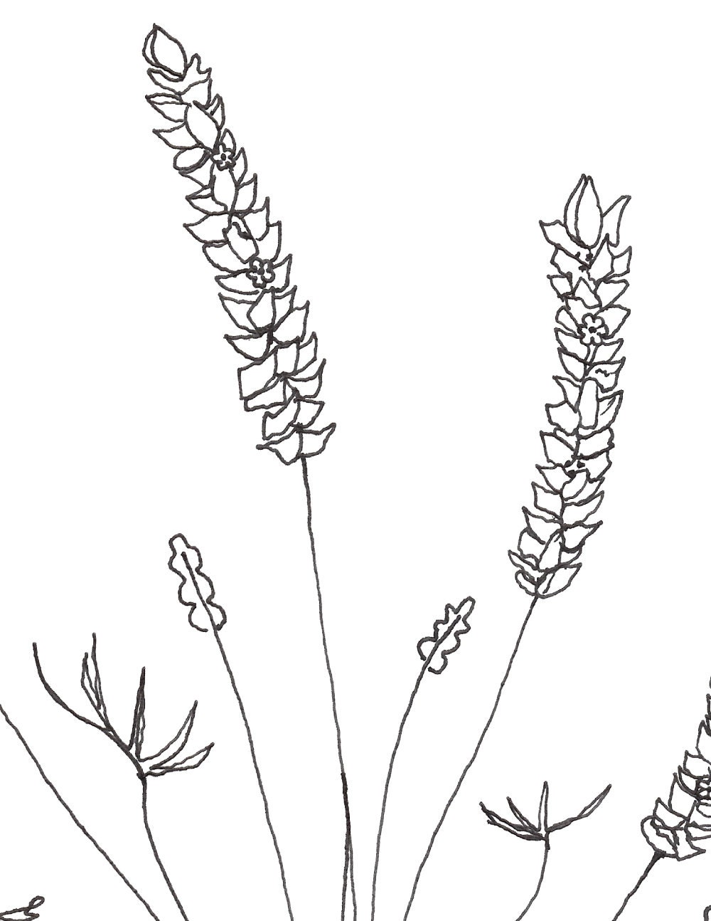 Lavender Line Art Print / Floral Art Print / Lavender Wall Art / Flower ...