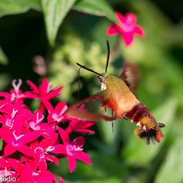 Hummingbird Moth - Etsy