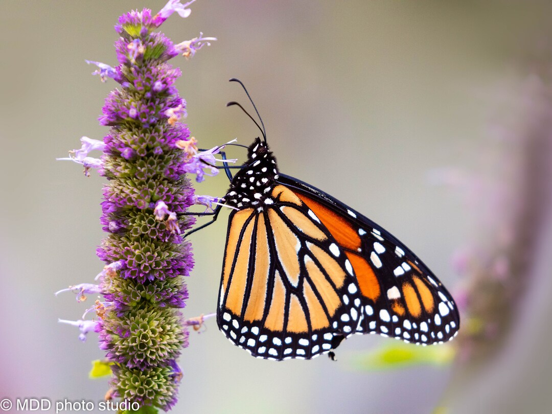 Butterfly Photography, Monarch Butterfly, Fine Art, Photo Print, Wall ...