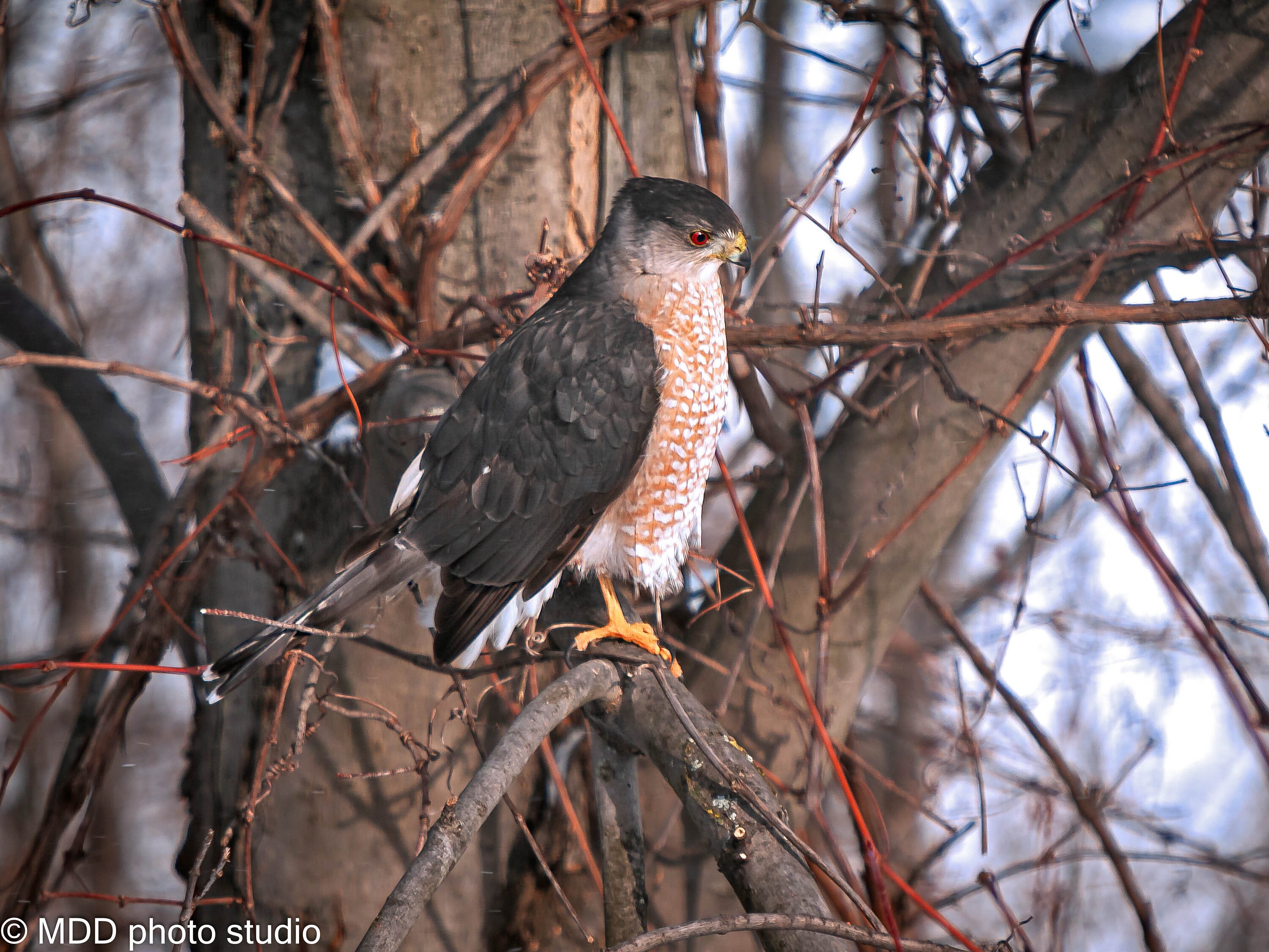 Bird Photography, Cooper's Hawk Male, Bird, Photo Print, Wall Art - Etsy