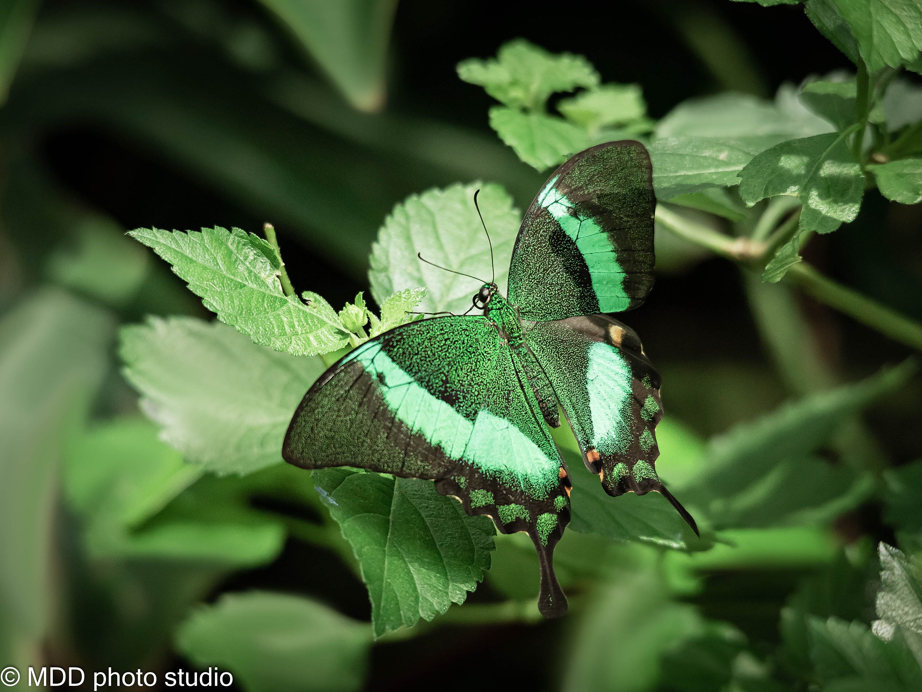 Banded Peacock Butterfly