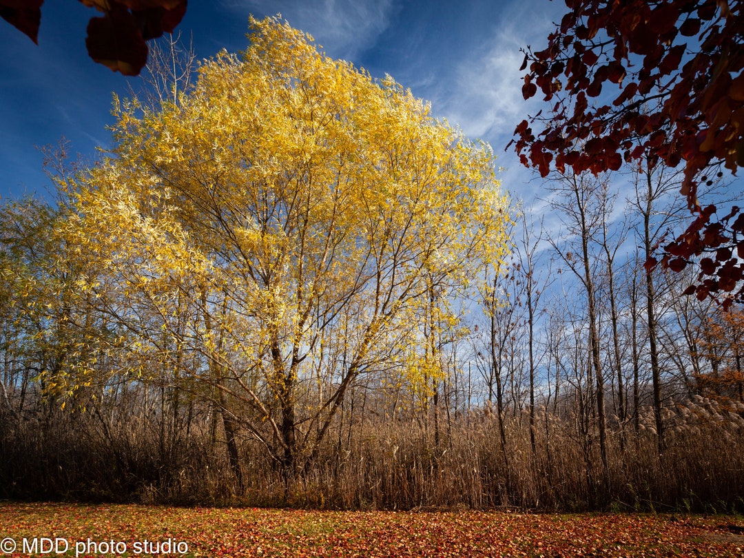 Landscape Photography, Nature Print, Tree, Photo Print, Wall Art - Etsy