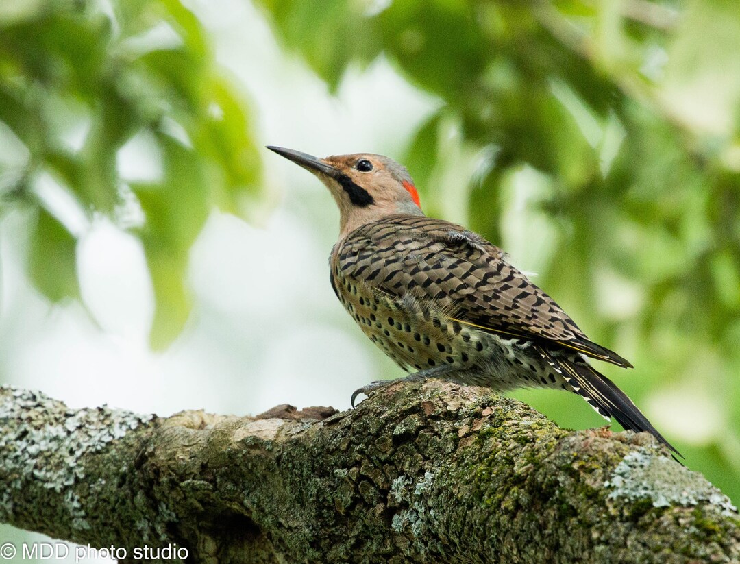 Northern Flicker, Bird, Photography, Photo Print, Art Décor, Wall Art ...