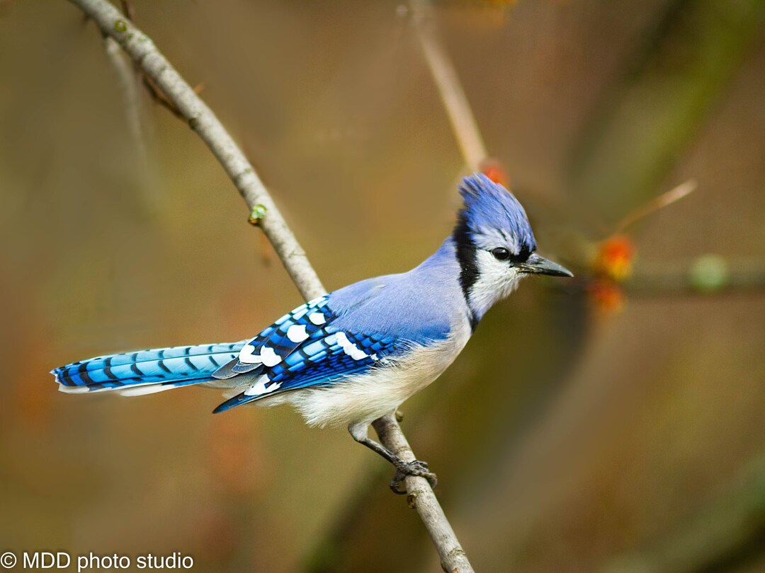 Bird Photography, Blue Jay 2, Bird, Photo Print, Wall Art - Etsy