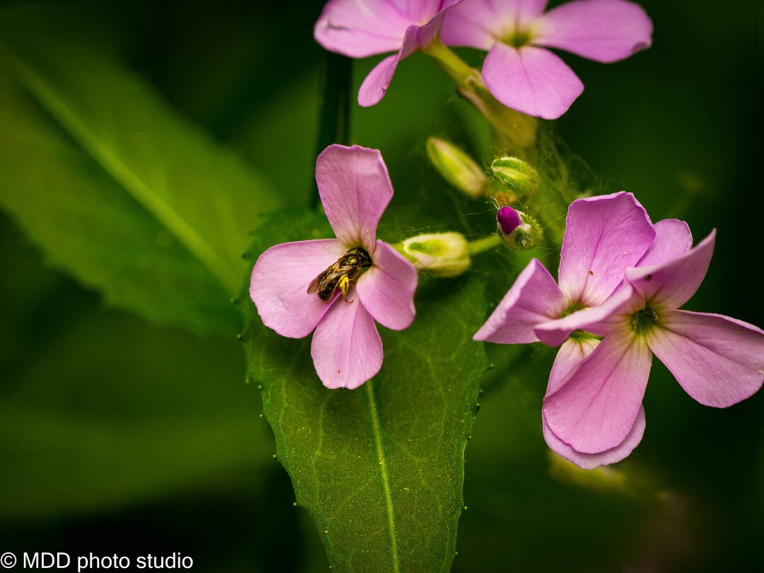Flower Photograph, Dam's Rocket Flower With Bee, Wild Flower, Art Print ...