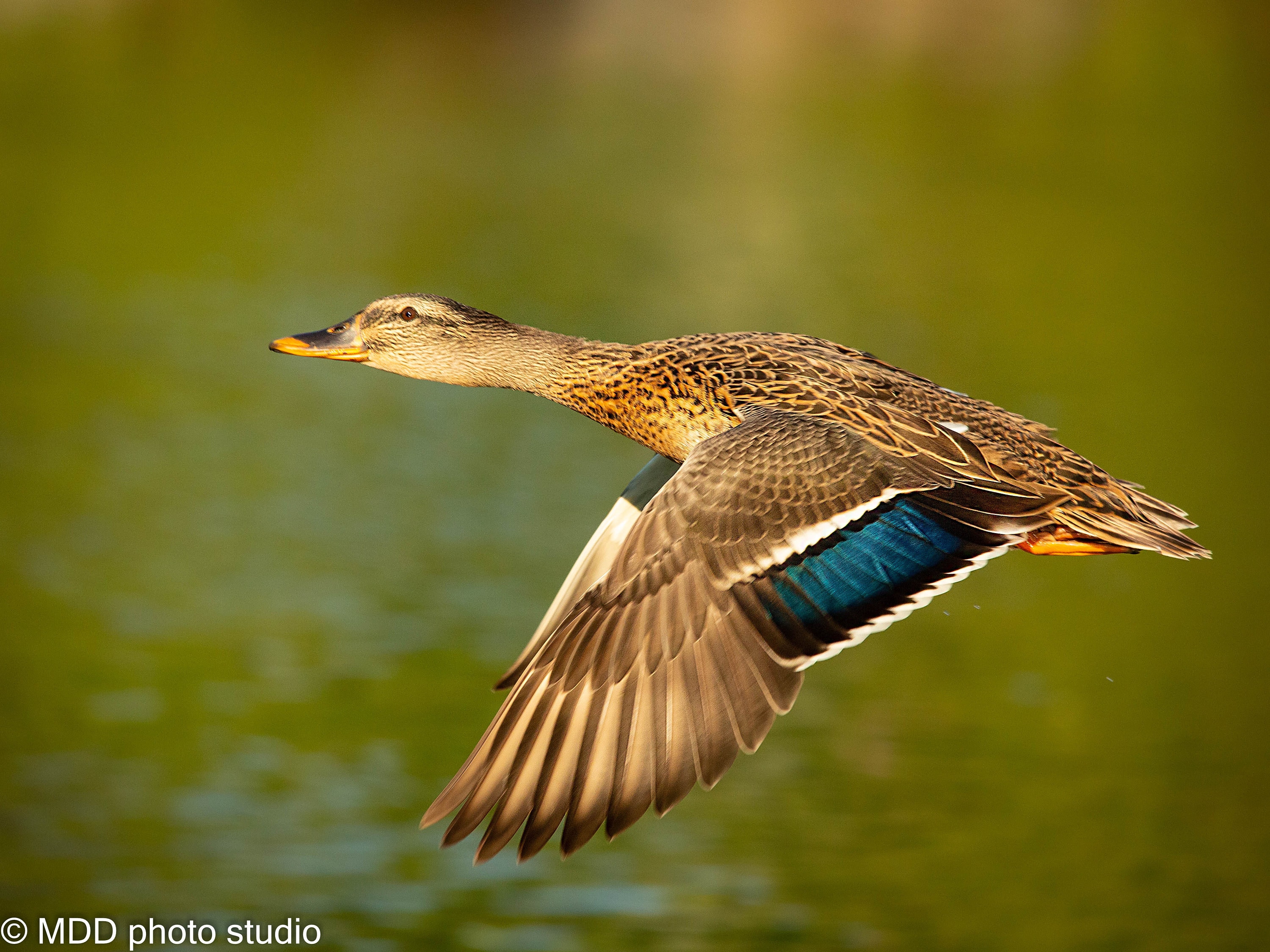 Female Mallard Duck Flying