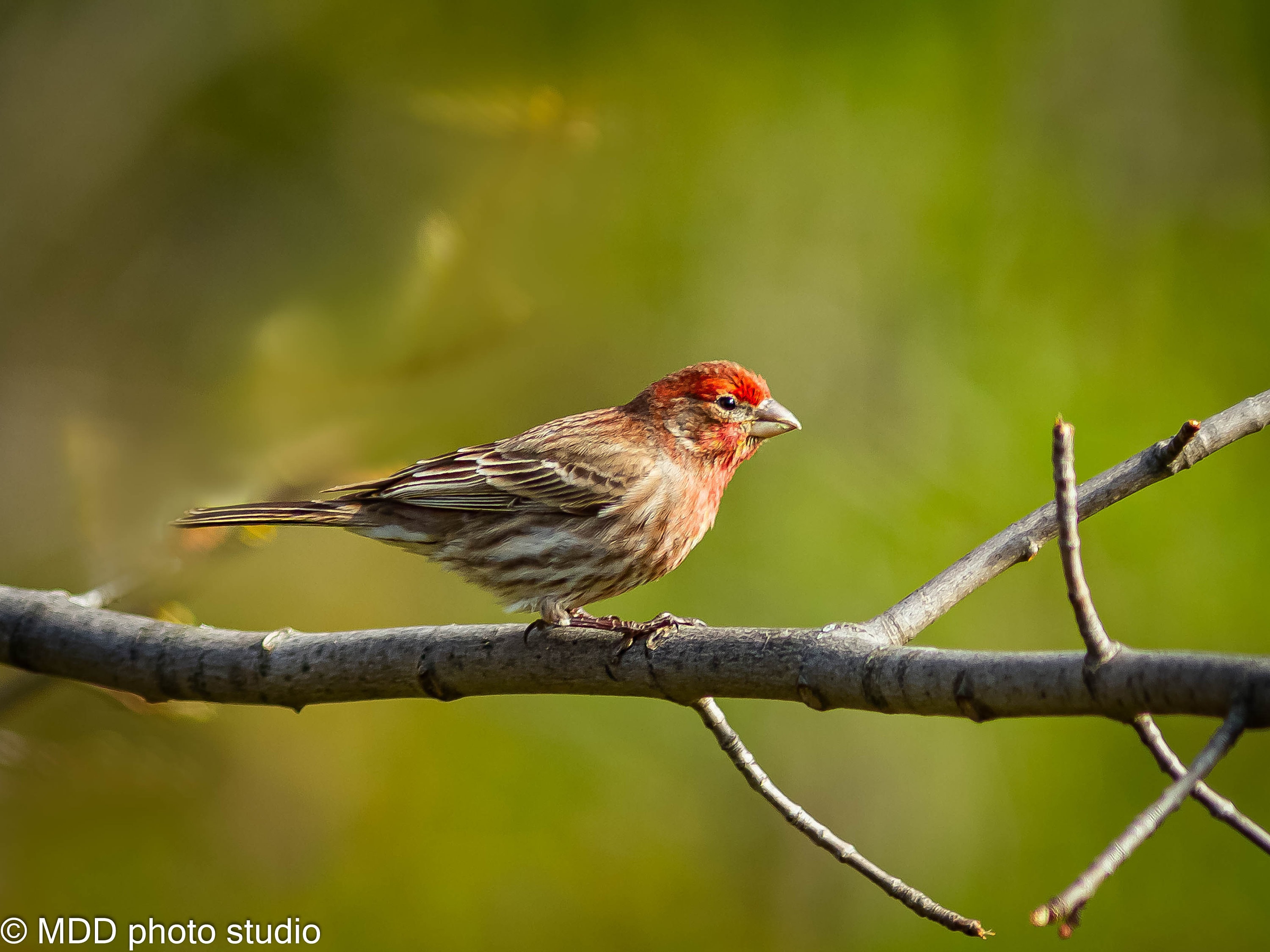 Bird Photography, House Finch, Fine Art, Photo Print, Wall Art - Etsy