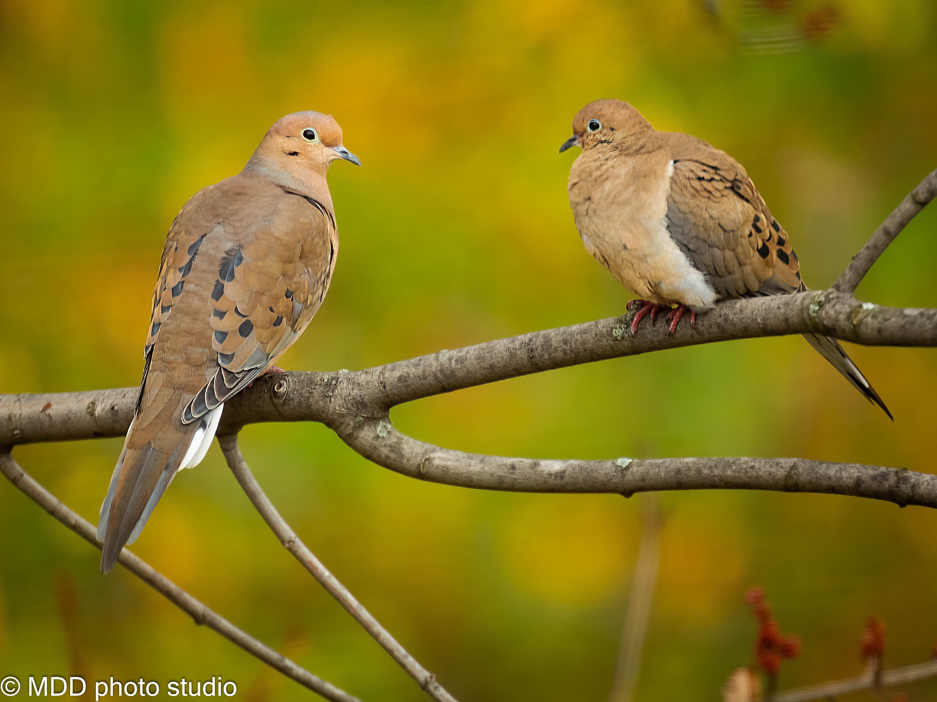 Bird Photography, Nature, Mourning Doves, Photo Print, Wall Art, Art - Etsy