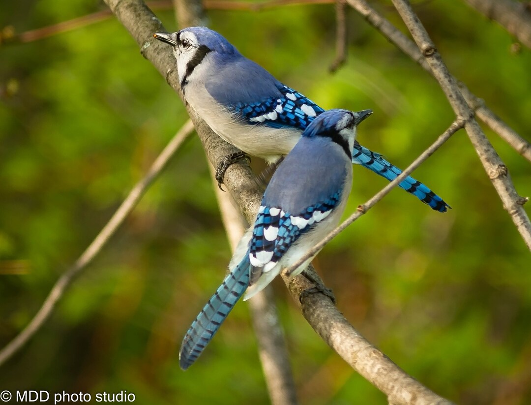 Bird Photography, Two Blue Jays, Fine Art, Nature, Love, Photo Print ...
