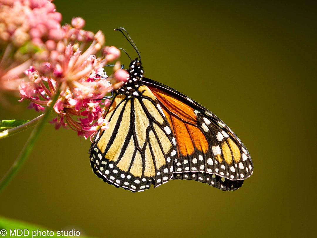 Butterfly Photography, Monarch Butterfly 2, Fine Art, Photo Print, Wall ...