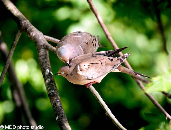 Bird Photography Two Mourning Doves Love Nature Fine Art - Etsy