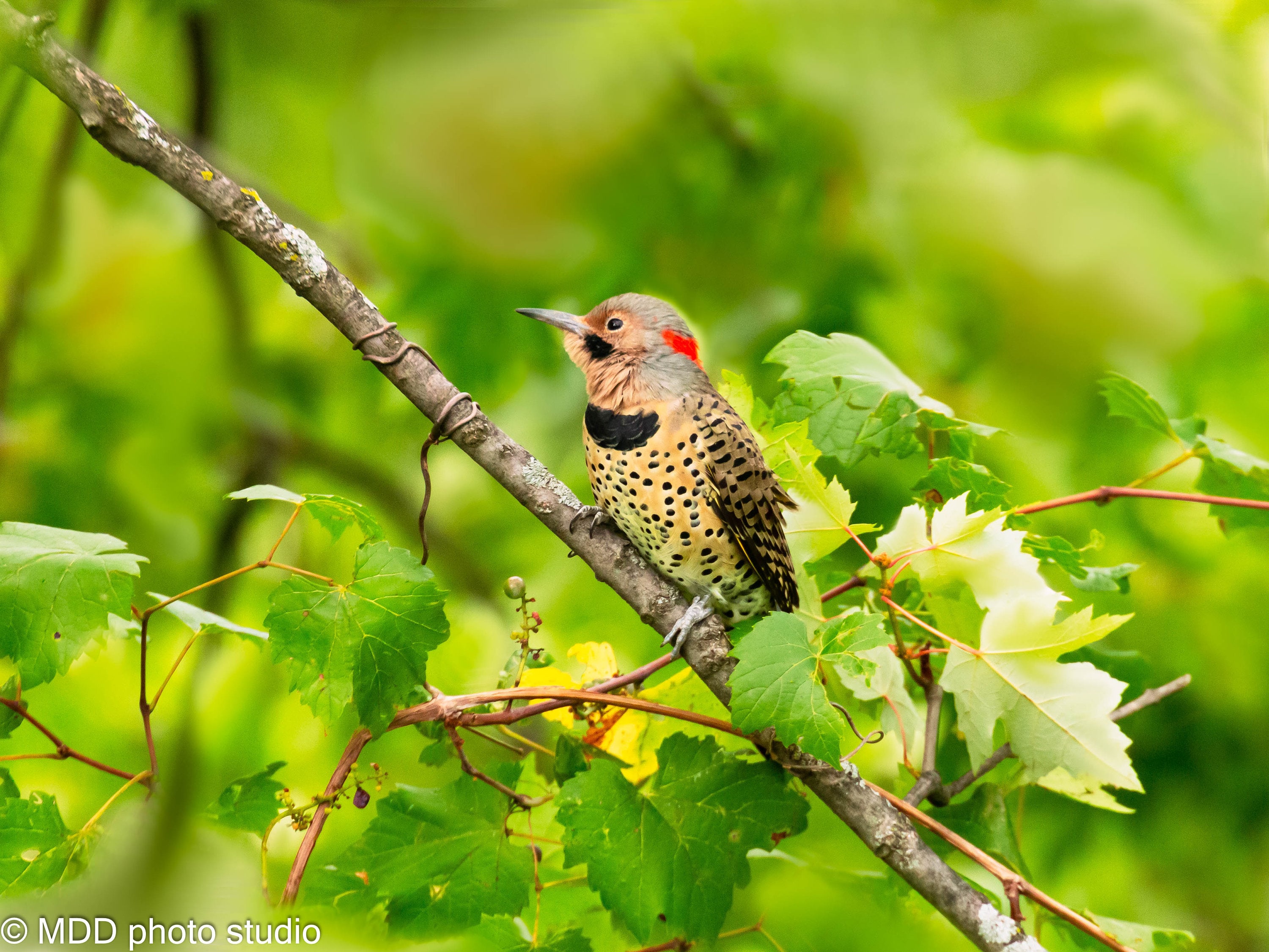 Northern Flicker Feather