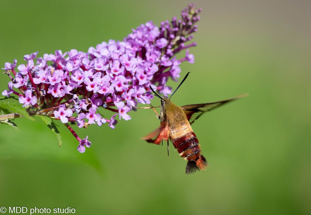 Photography, Butterfly, Hummingbird Moth, Photo Print, Art Print ...