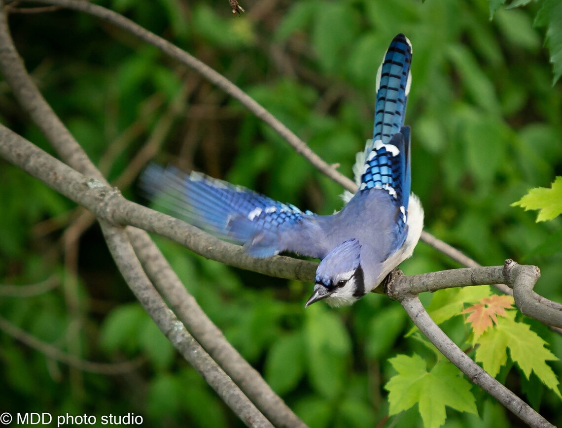 Bird Photography, Blue Jay flying, Fine Art, Nature, Photo print, Wall ...