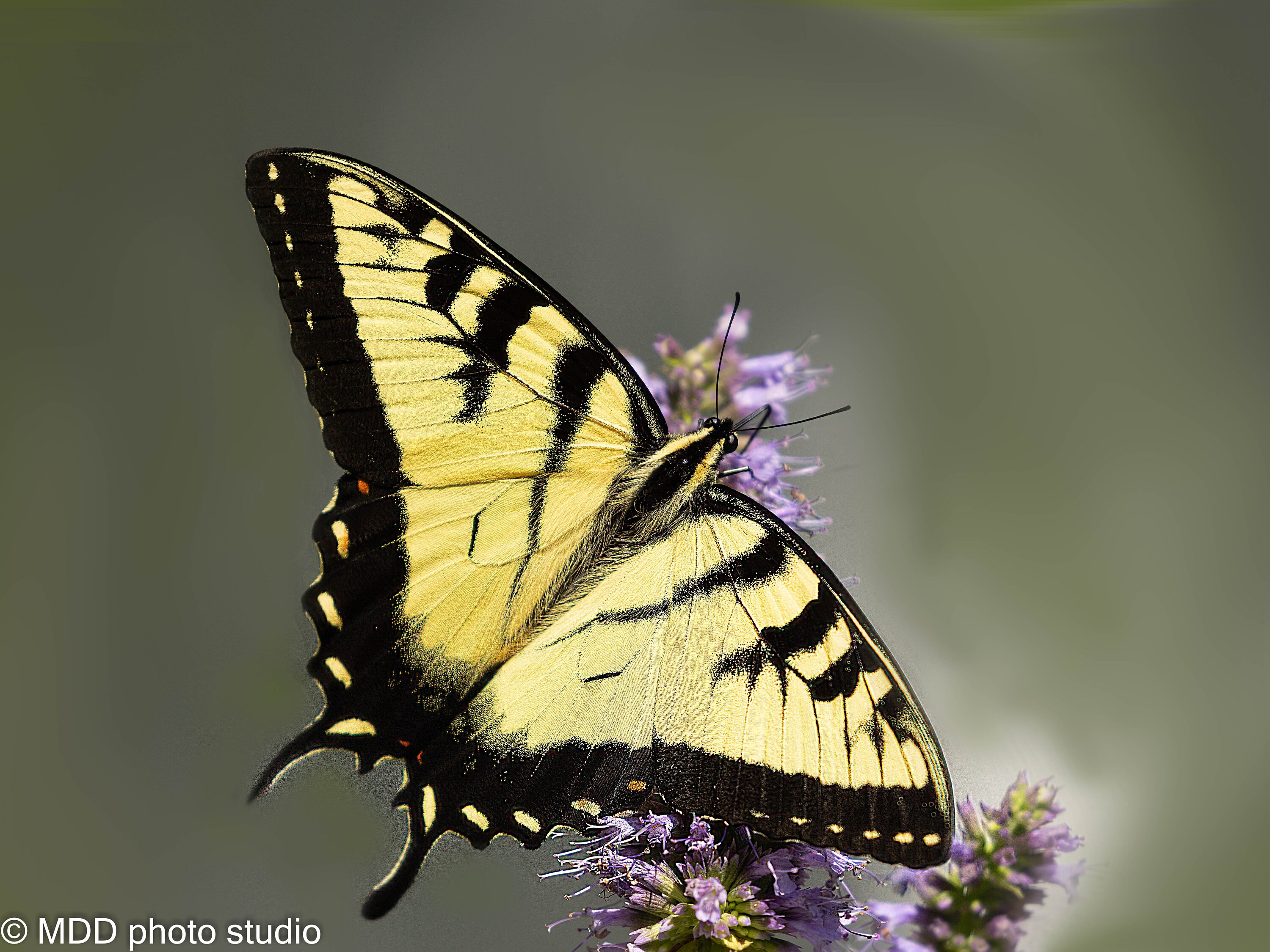 Butterfly Photography, Swallowtail Butterfly, Fine Art, Photo Print ...