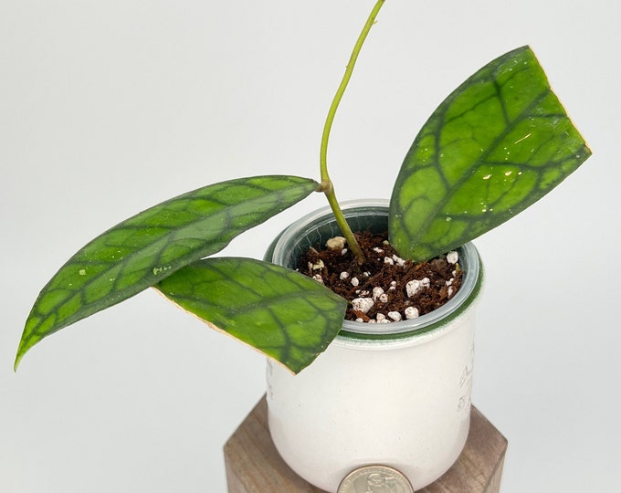 Hoya Sp Black Cat - Etsy