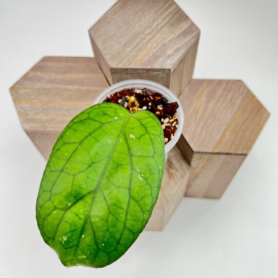 Hoya Cv Priktai - Etsy