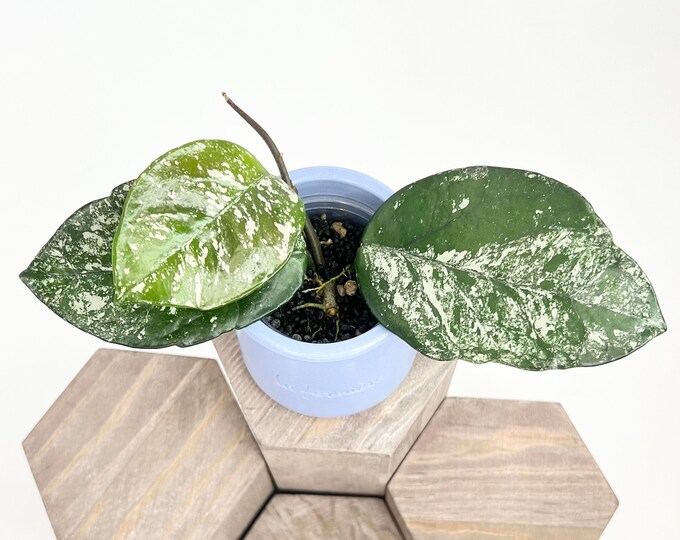 Hoya Carnosa Freckles Splash | Rooted | Black Friday Sale - Etsy