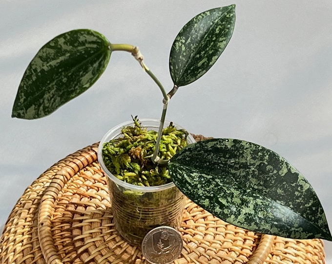 Hoya Rangsan Splash - Etsy