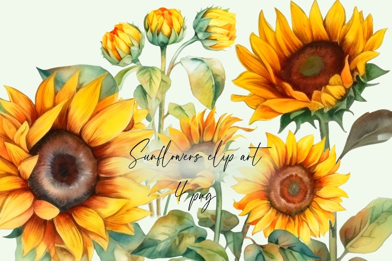 Watercolor Sunflower Clip Art, Sunflower Digital Downloads, Sunflower ...
