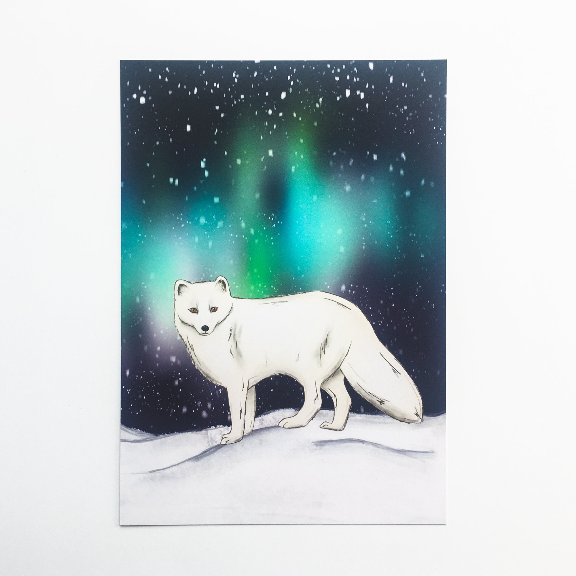 Arctic Fox In Winter