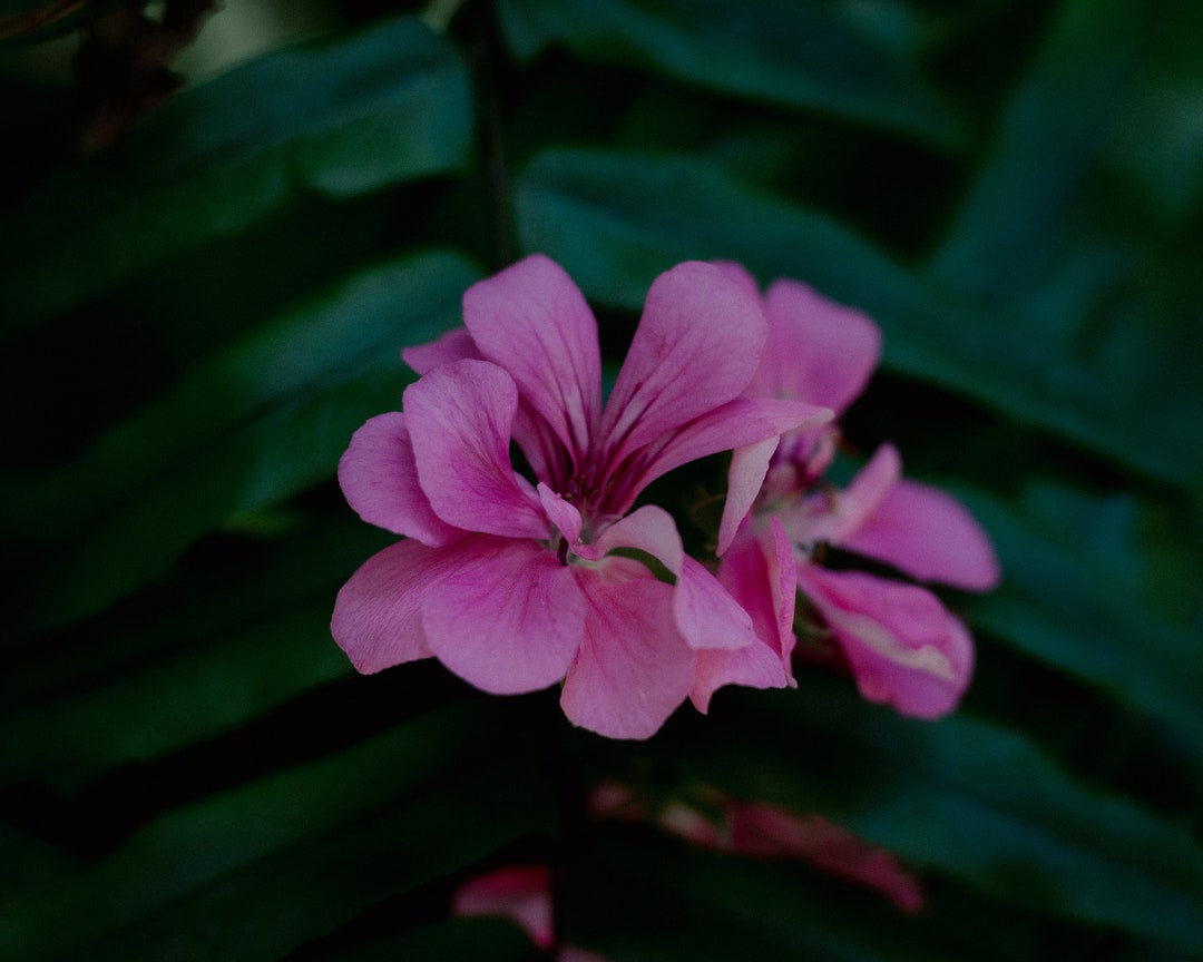 Geranium Photography Print, Floral Art Print, Flower Print, Fine Art ...