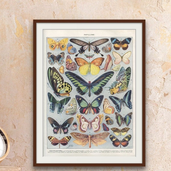 Butterfly Poster - Etsy