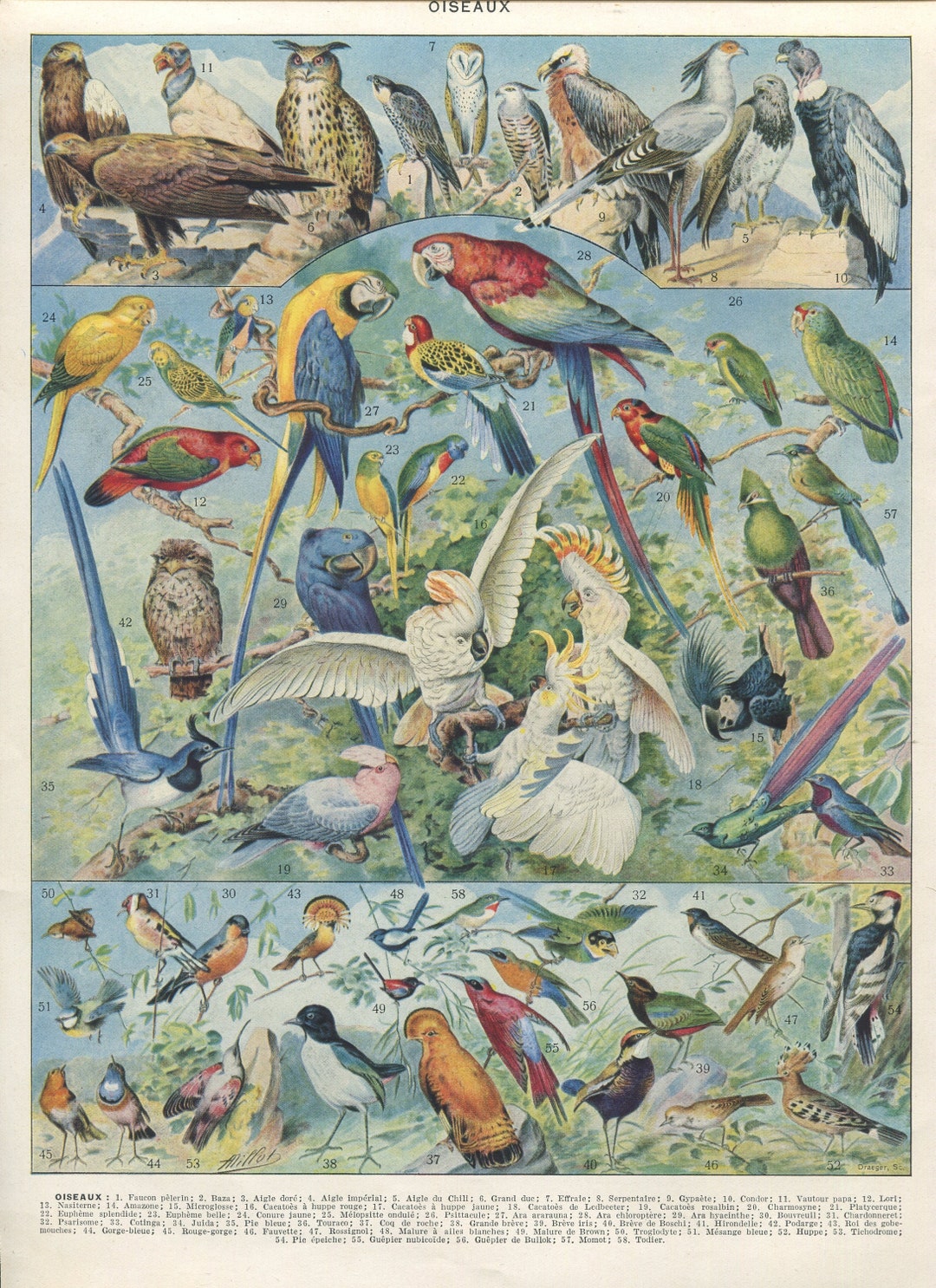 Vintage Parrots. Antique Bird Print. Bird Identification Chart Parrots ...