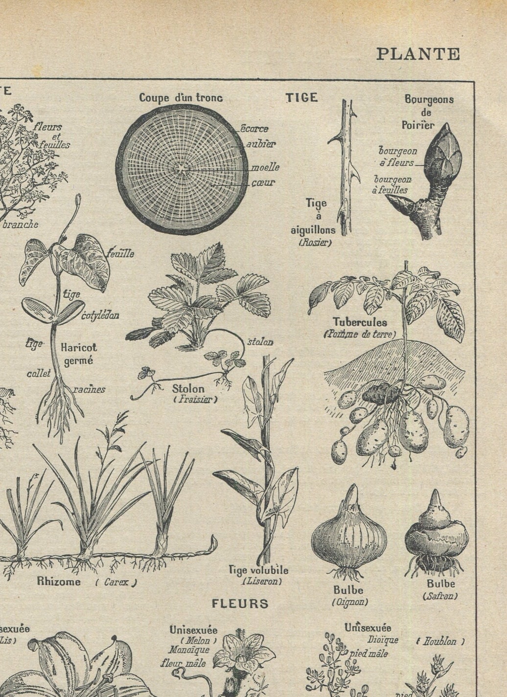 French Vintage Plants Print. Vintage Plant Anatomy Print. Botanical ...