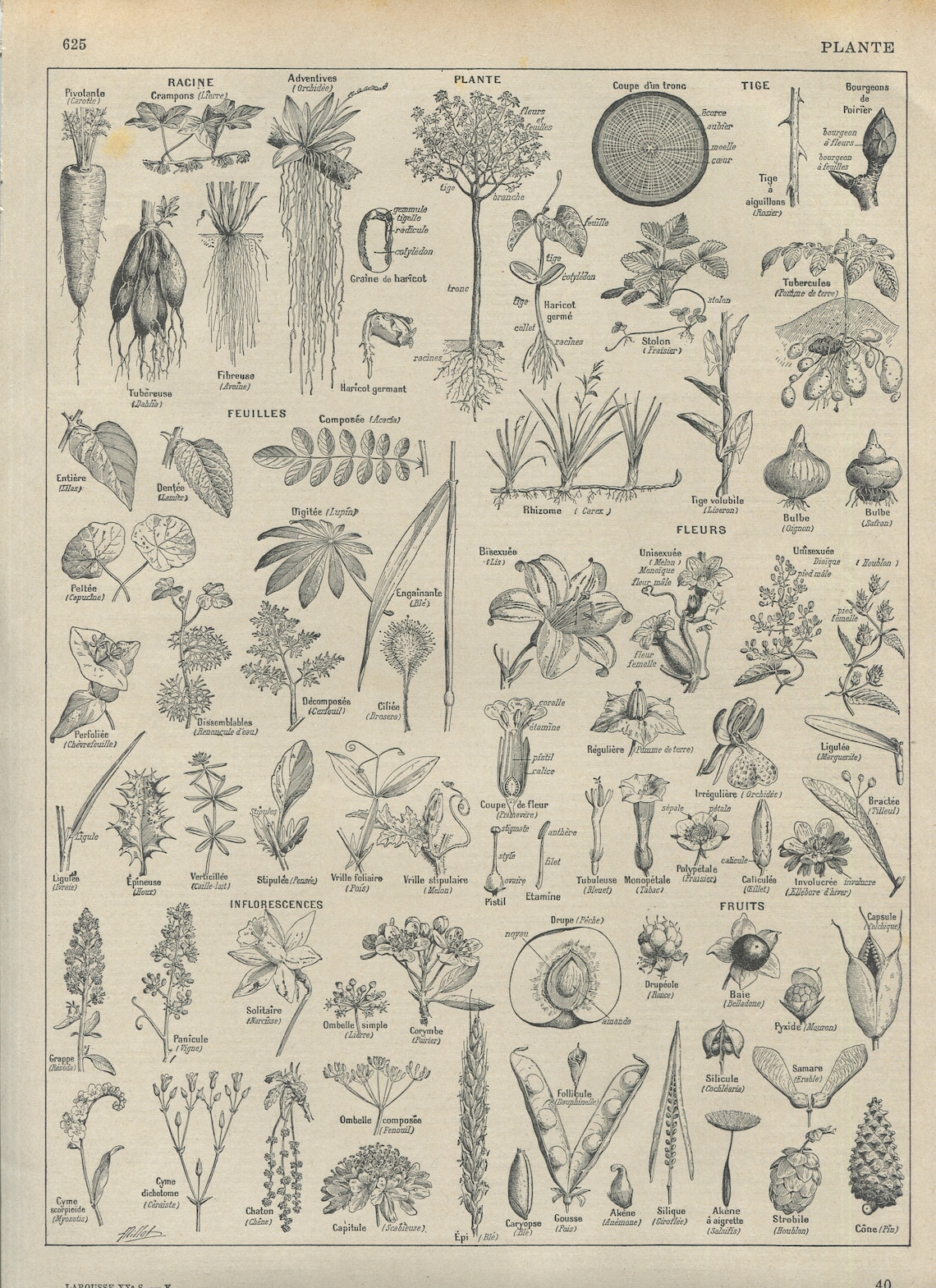 French Vintage Plants Print. Vintage Plant Anatomy Print. Botanical ...