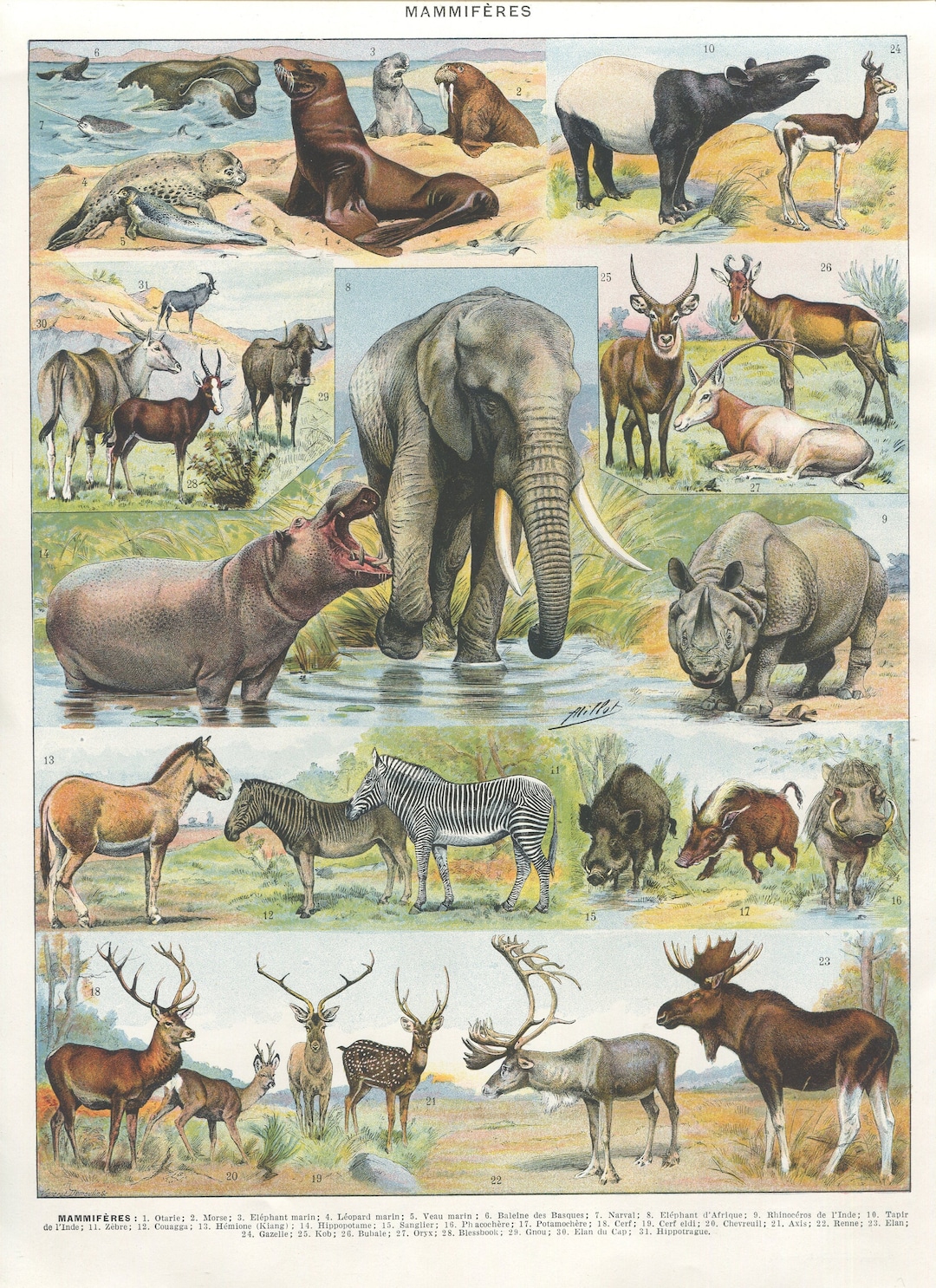 Wild Animals Wall Art. Vintage Zoology Print From 1930. Elephant Hippos ...