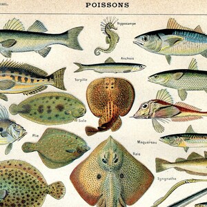 1922 Vintage Sealife Print. Common Fish Decor. Antique Fish Art ...