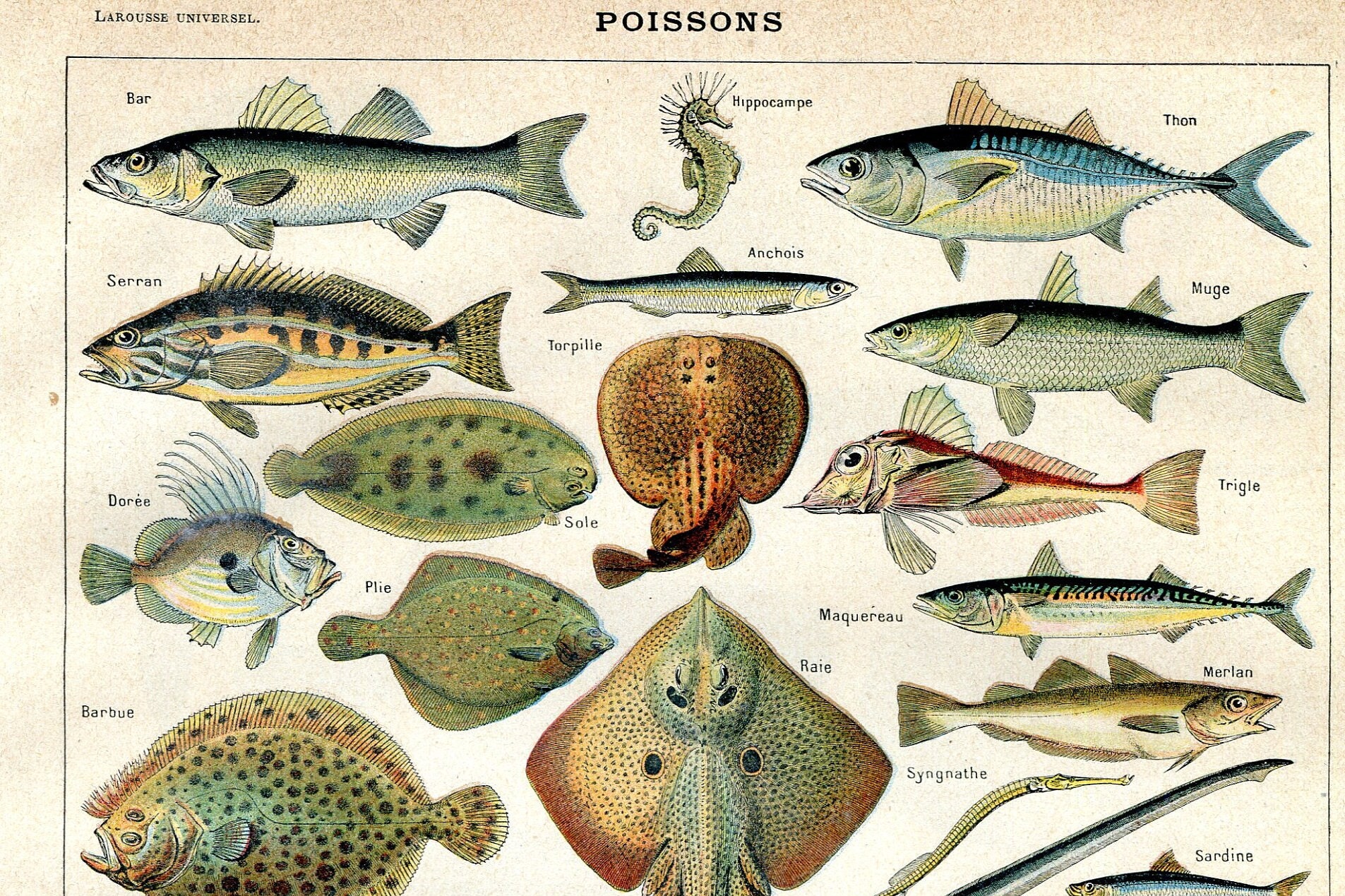 1922 Vintage Sealife Print. Common Fish Decor. Antique Fish Art ...