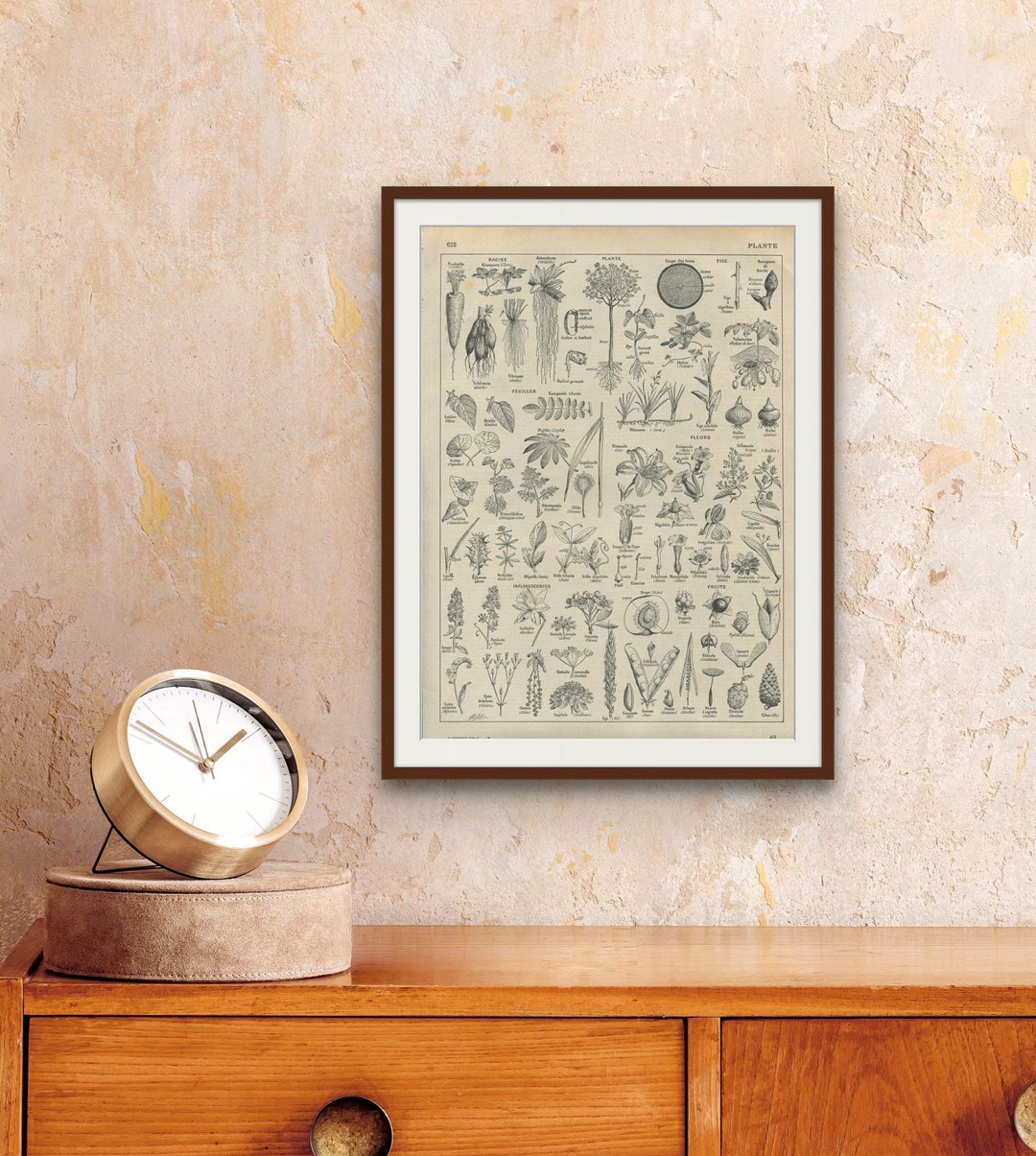 French Vintage Plants Print. Vintage Plant Anatomy Print. Botanical ...