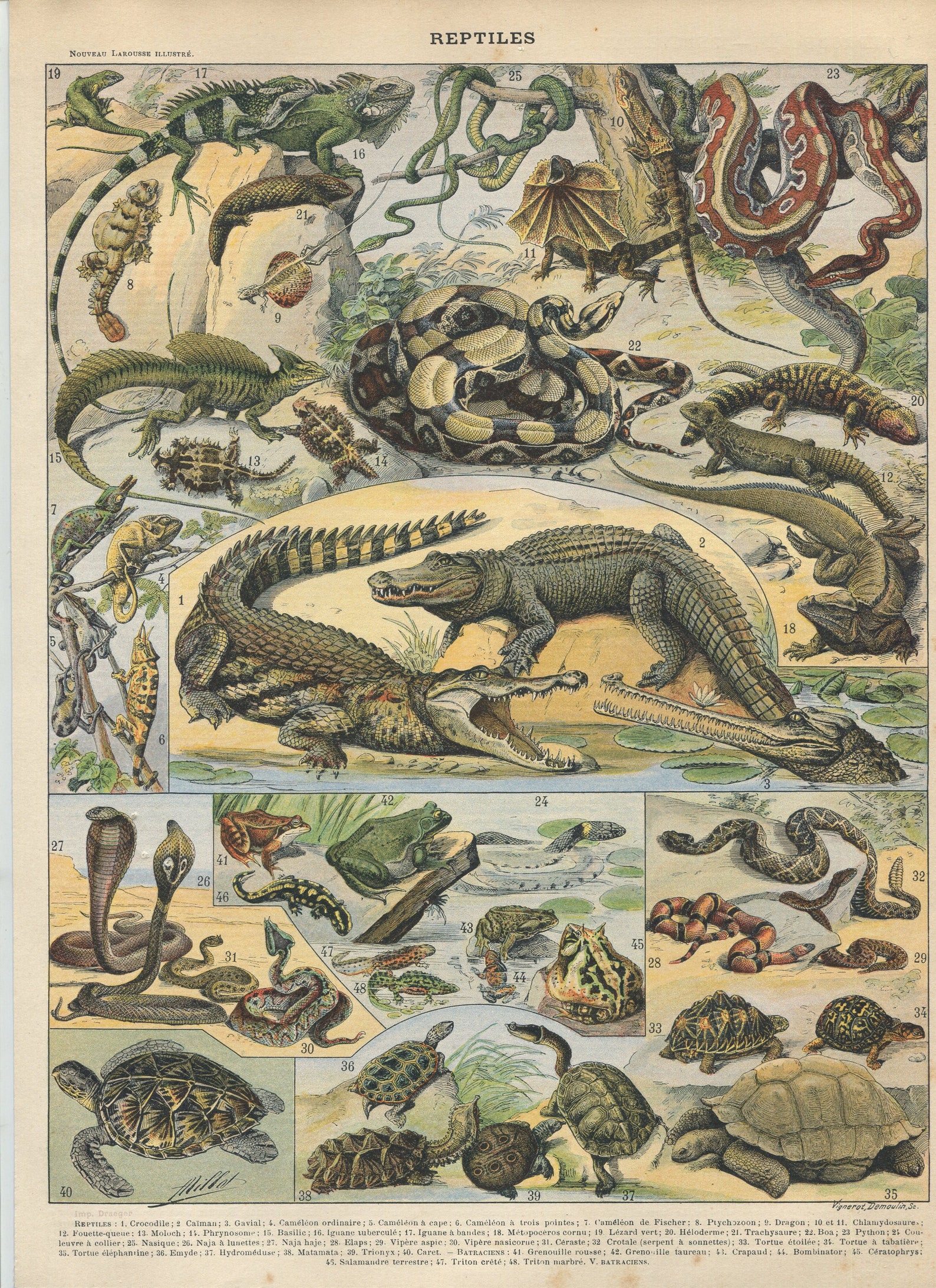 Vintage Reptiles Engraving. 1897. Crocodiles. Snakes. Turtles, Iguanas ...