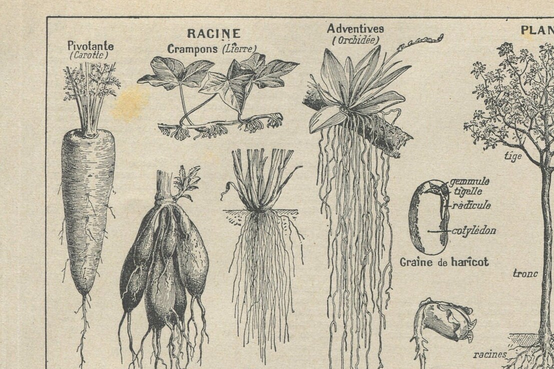 French Vintage Plants Print. Vintage Plant Anatomy Print. Botanical ...