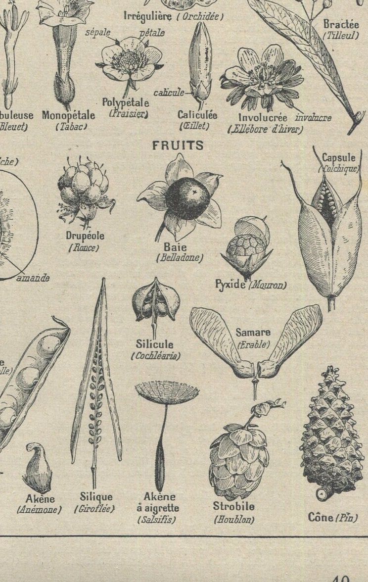 French Vintage Plants Print. Vintage Plant Anatomy Print. Botanical ...