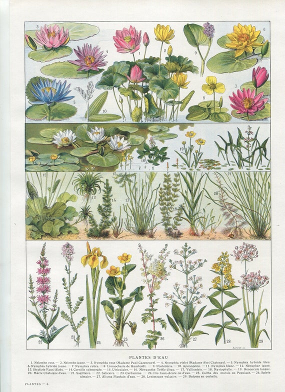Hydrophytes