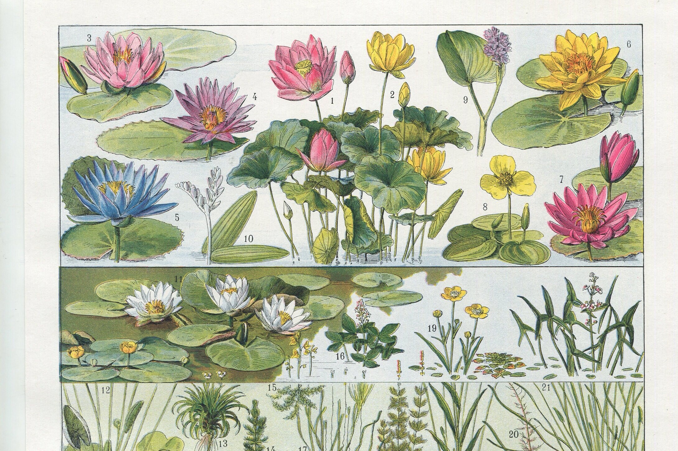Types Of Hydrophytes Plants