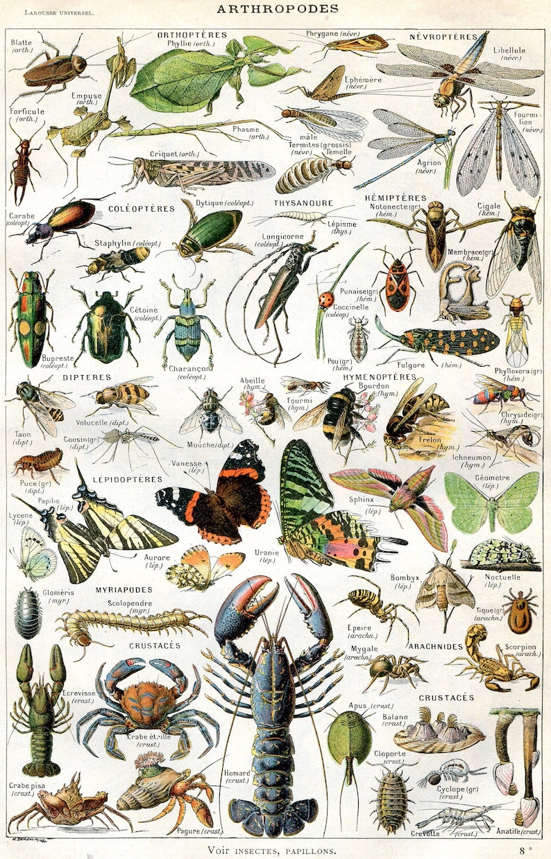 Antique Arthropods Print. 1922 Vintage Entomology Insects Decor ...