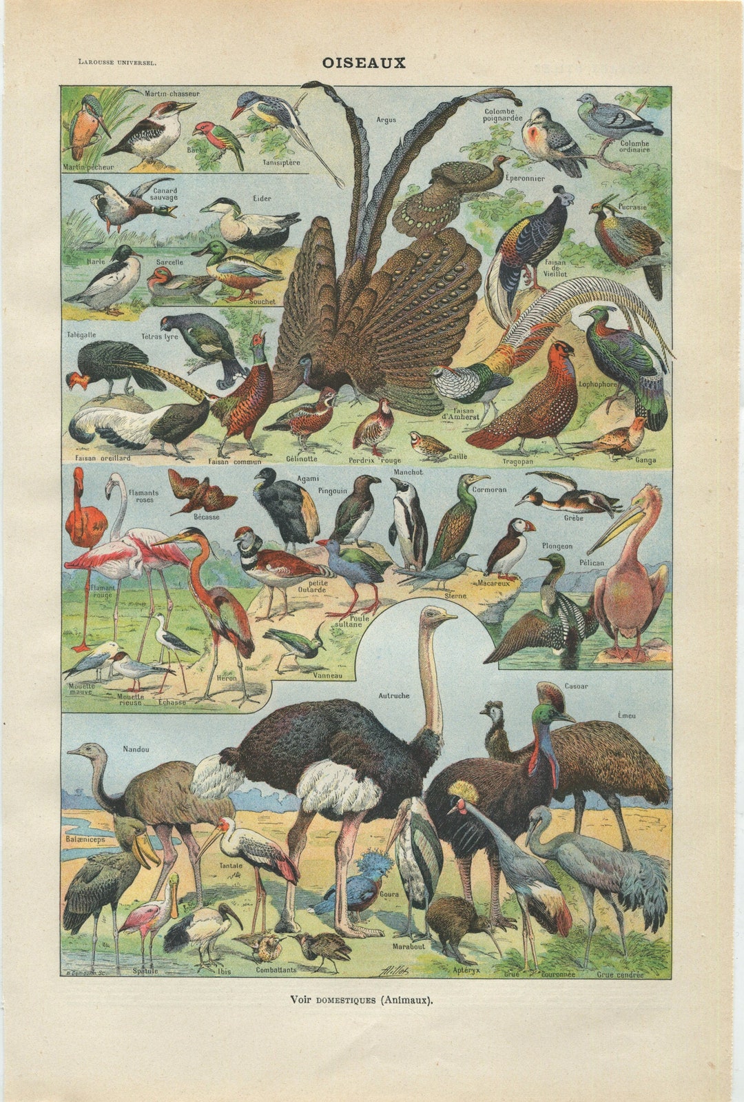 1922 Vintage Bird Chart Print. 100 YEARS OLD Antique Bird Wall Art ...