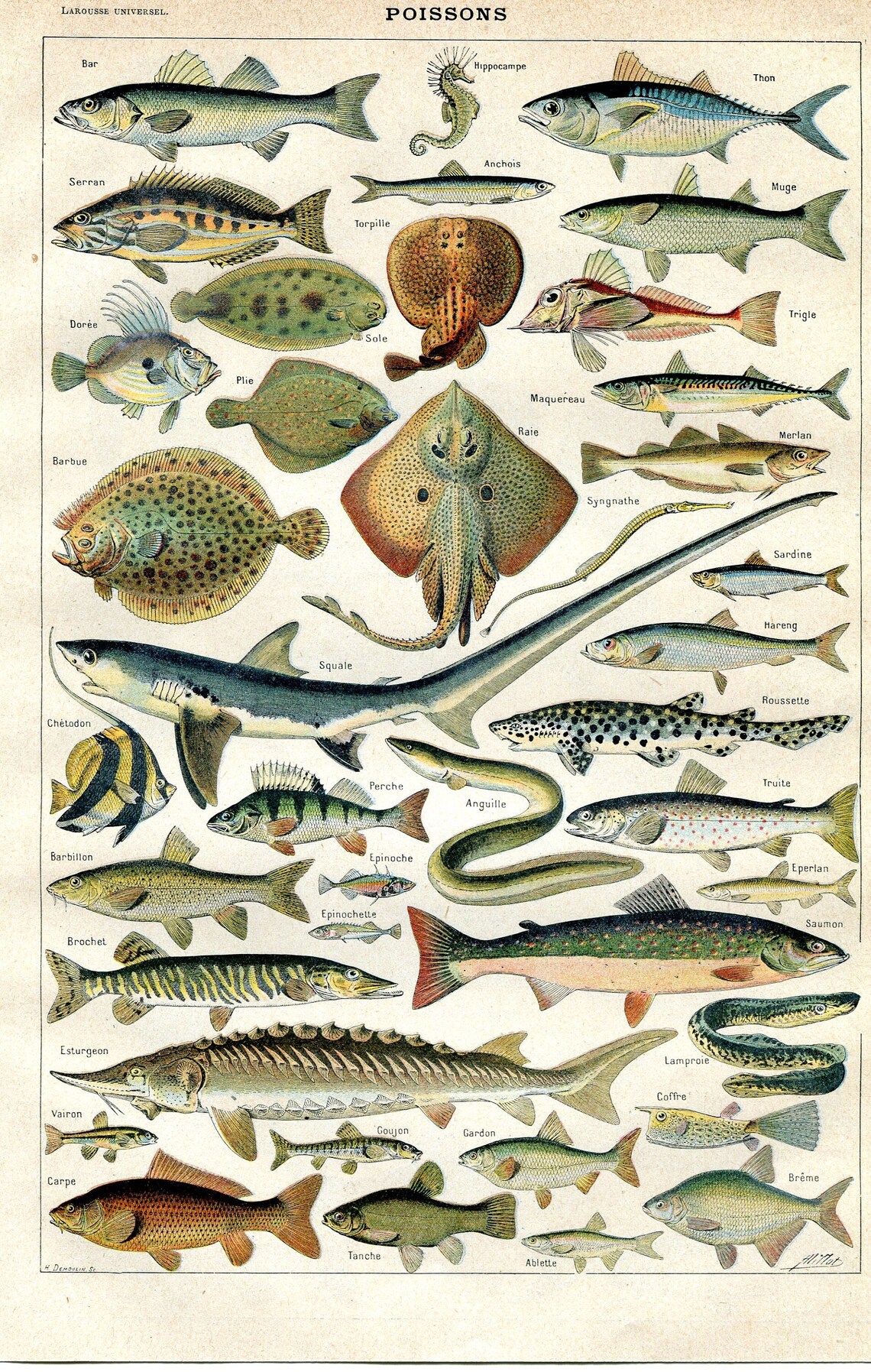 1922 Vintage Sealife Print. Common Fish Decor. Antique Fish Art ...