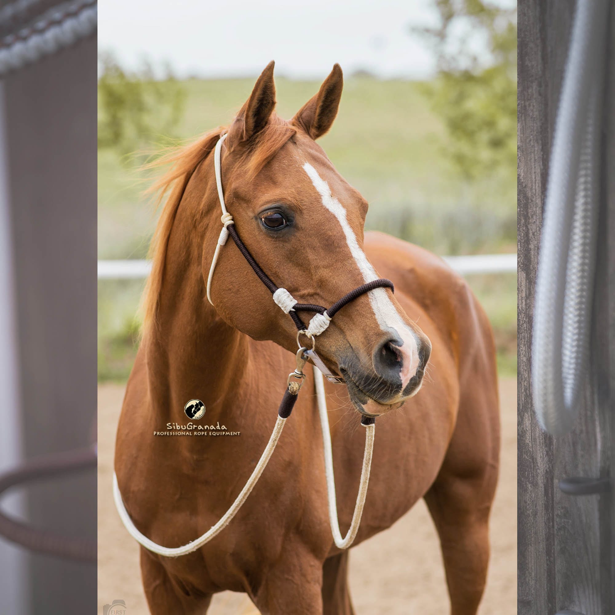 Heavy Duty Custom BITLESS BRIDLE Without BROWBAND for Sensitive Ears ...