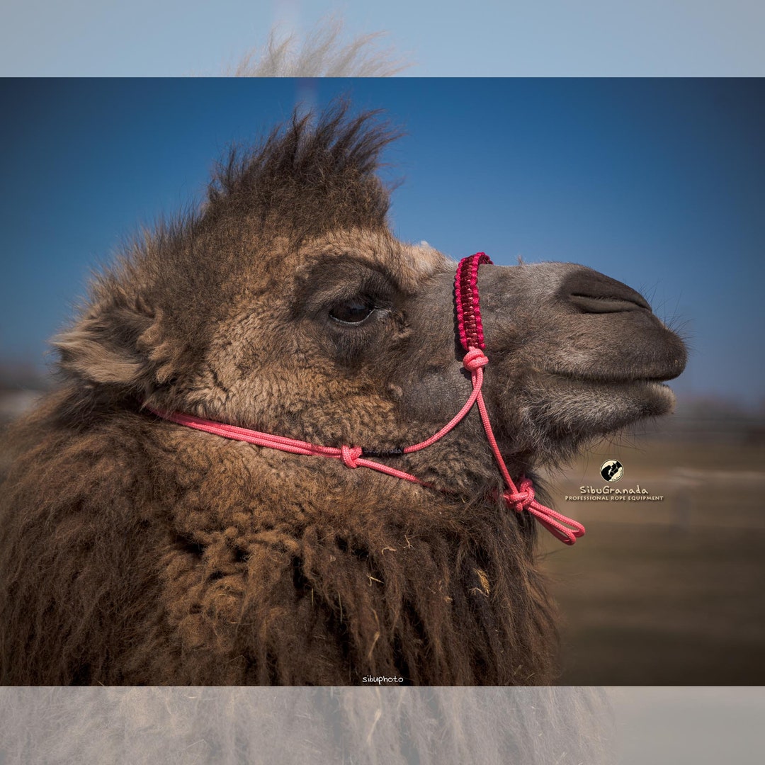 CAMEL Halter, Rope Halter - Sibugranada Heavy Duty Custom Rope Halter ...