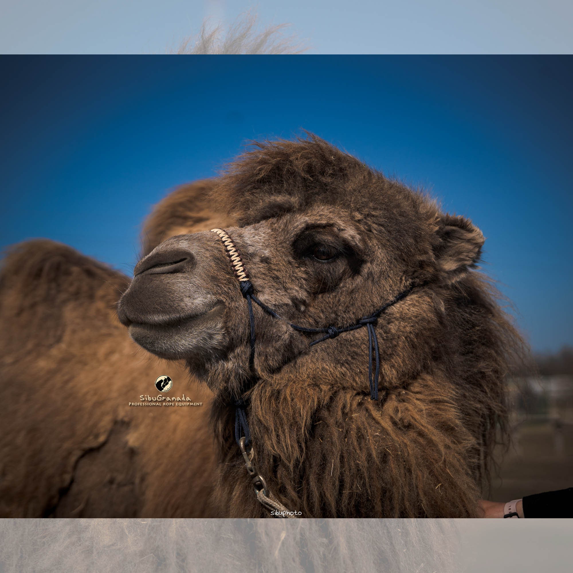 CAMEL Halter, Rope Halter - Sibugranada Heavy Duty Custom Rope Halter ...