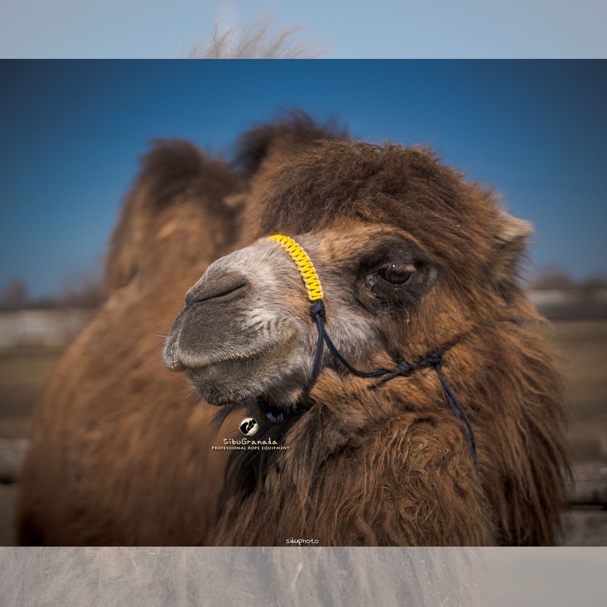 CAMEL Halter, Rope Halter - Sibugranada Heavy Duty Custom Rope Halter ...
